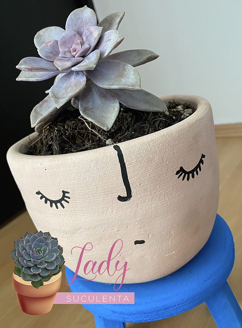 Las suculentas rosas y sus cuidados - Estilo y Más